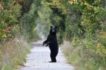 Man or Bear
